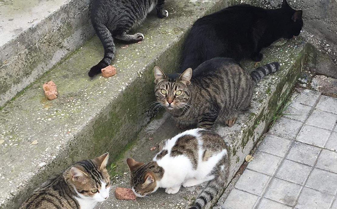 Das Leid der Streunerkatzen