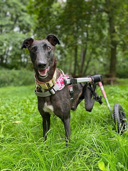 Keine Angst vor Handicap-Tieren! – Tierschutzbund ermutigt zur Adoption ...